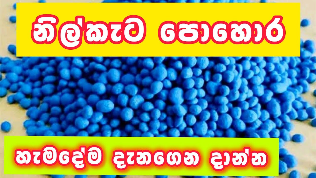 නිල් කැට පොහොර ගැන සම්පූර්ණ විස්තරය | අඩු වියදමකින් වැඩි අස්වැන්නක් ...