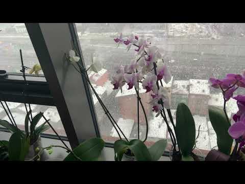 #Orkide , Kar yağışı, Muhteşem Orkideler, Romantik Ortam, 14 Şubat , Sevgililer Günü Romantikliği