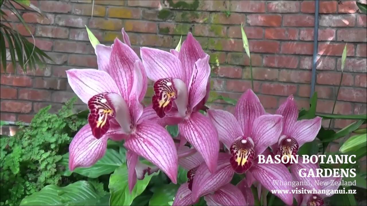 Bason Botanic Gardens Winter Gardens - YouTube