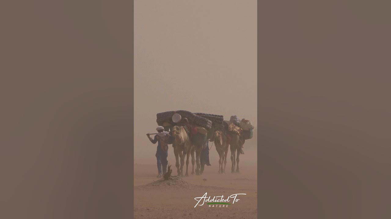 Sandstorm Survival in the Sahara #desert - YouTube