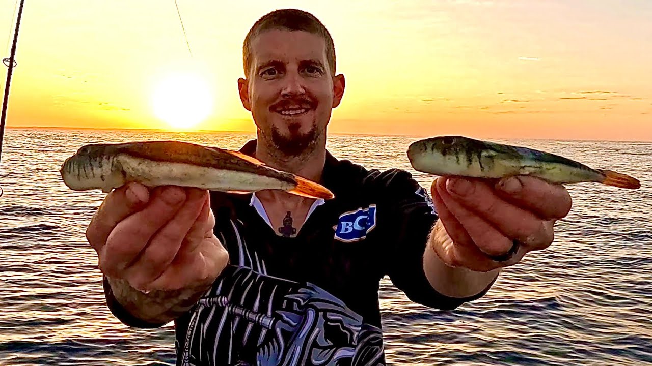 PUFFERFISH, Best BIG Fish Bait!? ( Mind bending results ) - YouTube