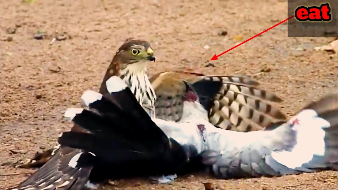 Hawk Tries to kill Cuckoo Bird | @GIS_news - YouTube