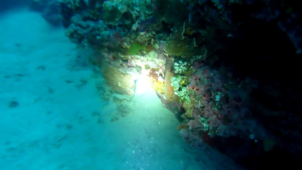 Maldives - Night Dive - Exploring - YouTube