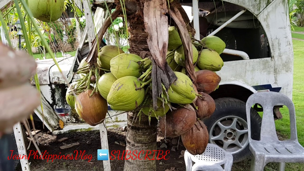 Coconut To Plant For The Future Farm Philippines - YouTube