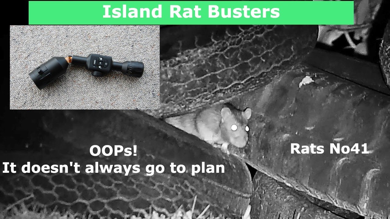 Another go at the rats. - YouTube