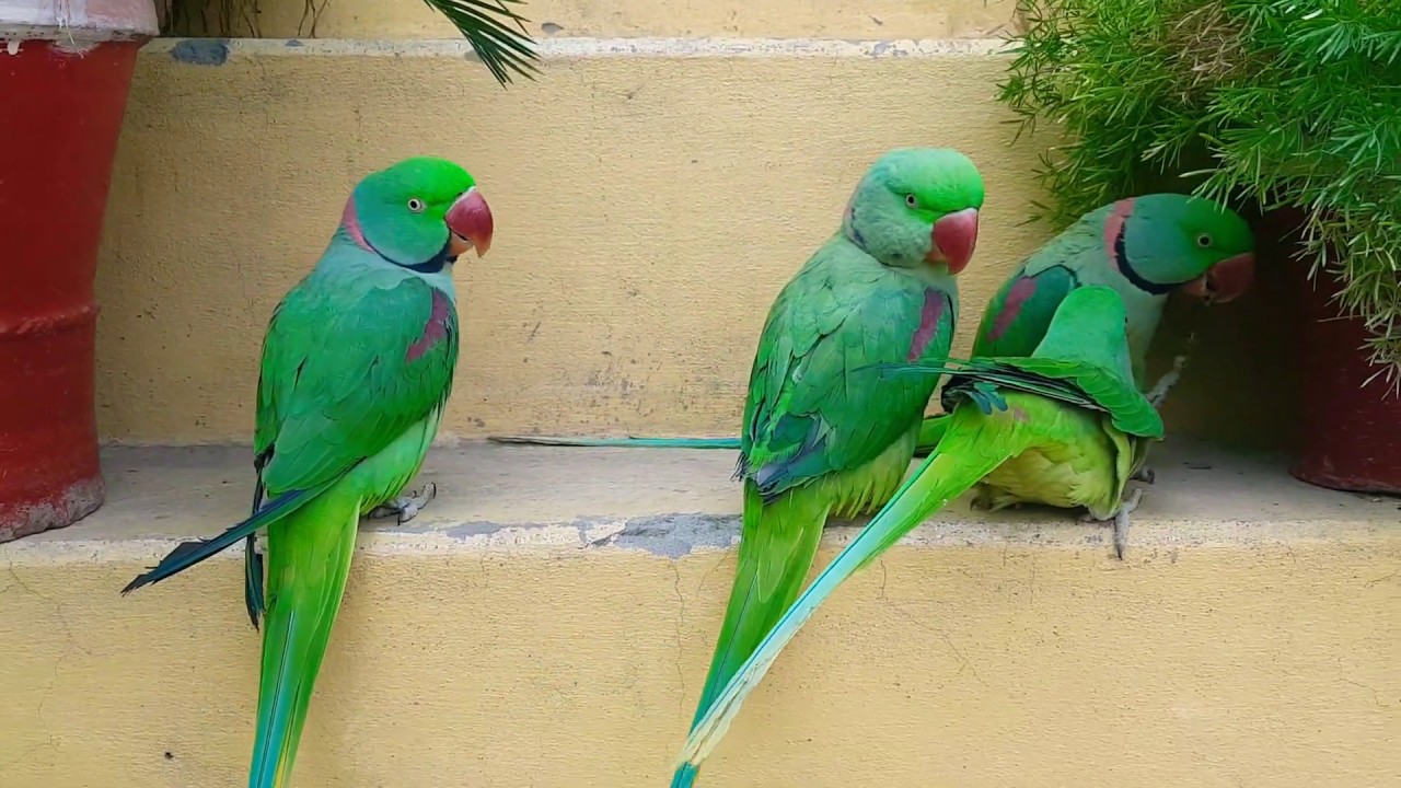 My free Alexandrine Parrots Pair Free Parrots - YouTube
