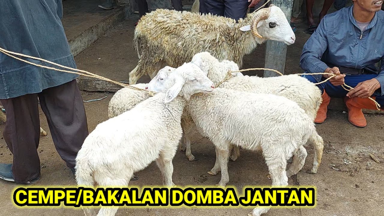 HARGA CEMPE BAKALAN JANTAN DI PASAR DOMBA LOKAL TEMANGGUNG - YouTube