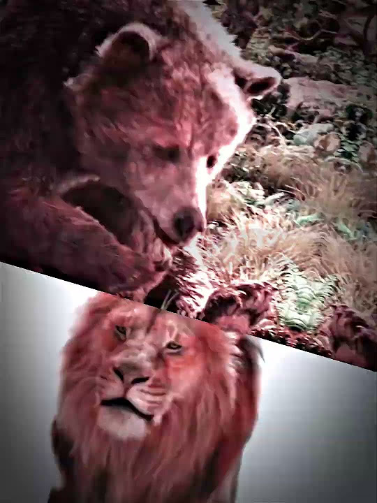 Baloo Vs Mufasa La Battle Shorts Baloo Mufasa Thejunglebook Thelionking Simba Mowgli