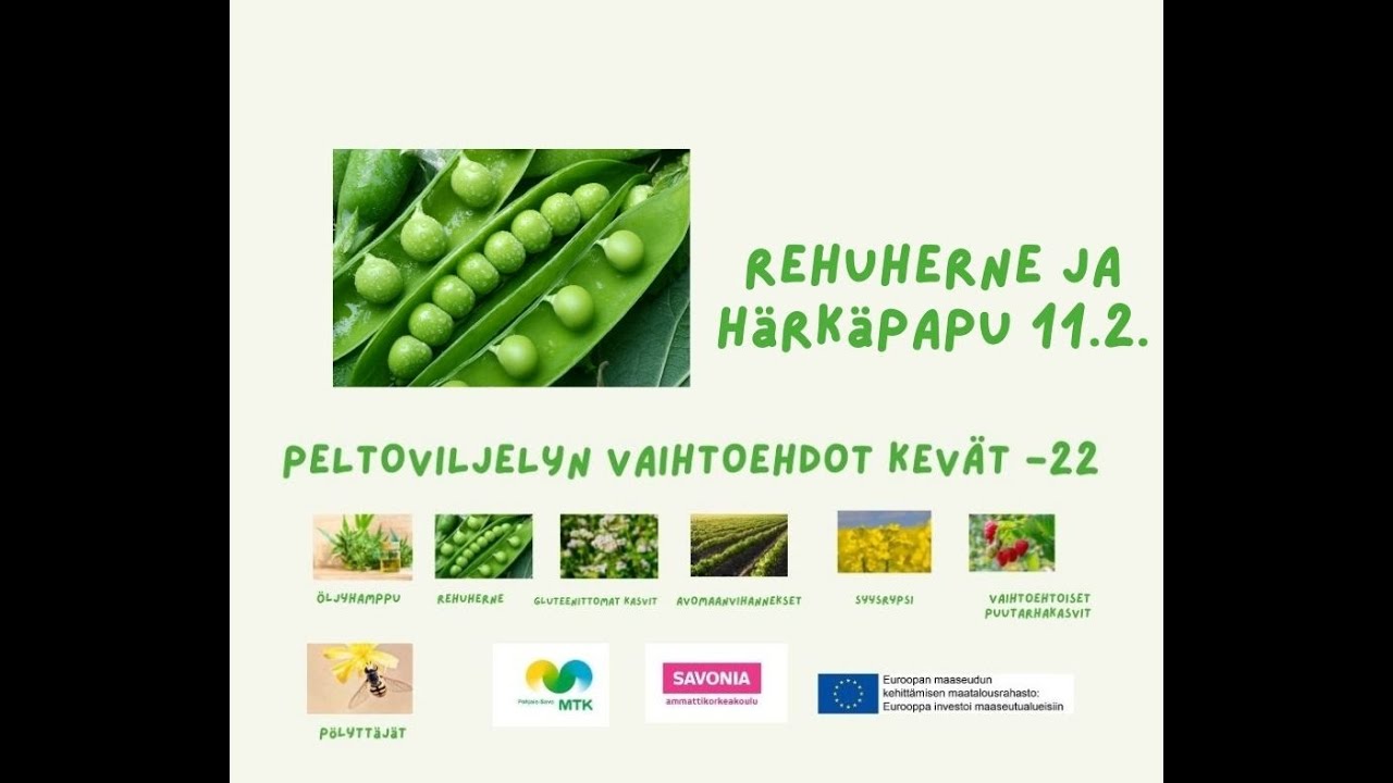 Herneen ja härkäpavun viljely, kannattavuus ja markkinat - YouTube