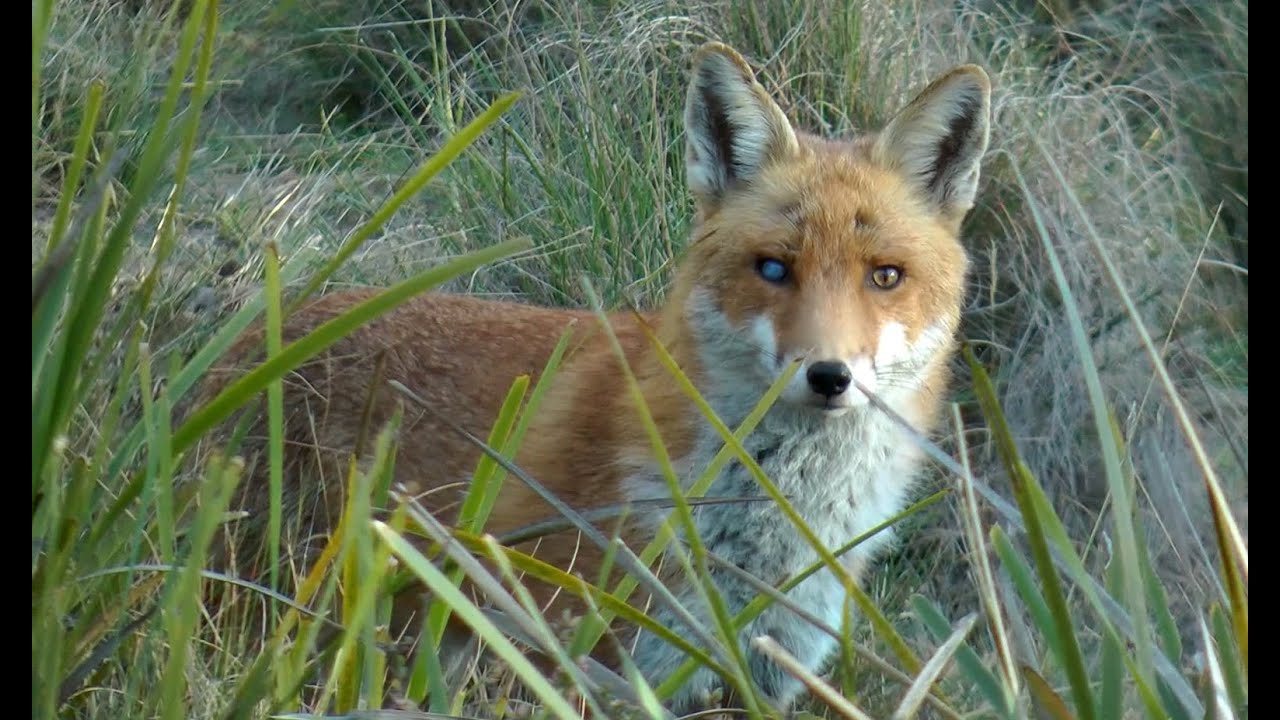 One Eyed Warrior Fox - YouTube