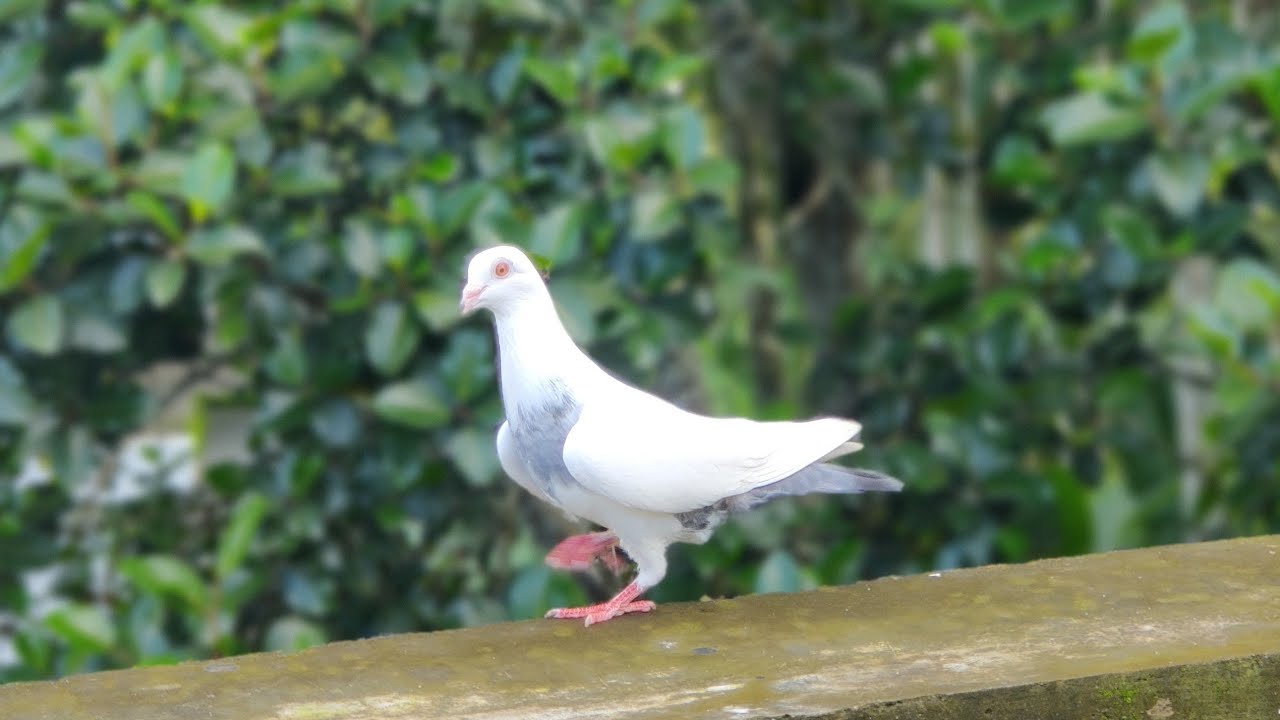 നമ്മുടെ പറവ കൂട്ടിലെ പുതിയ പ്രവുകളും പുതിയ updates #parava #pigeon # ...