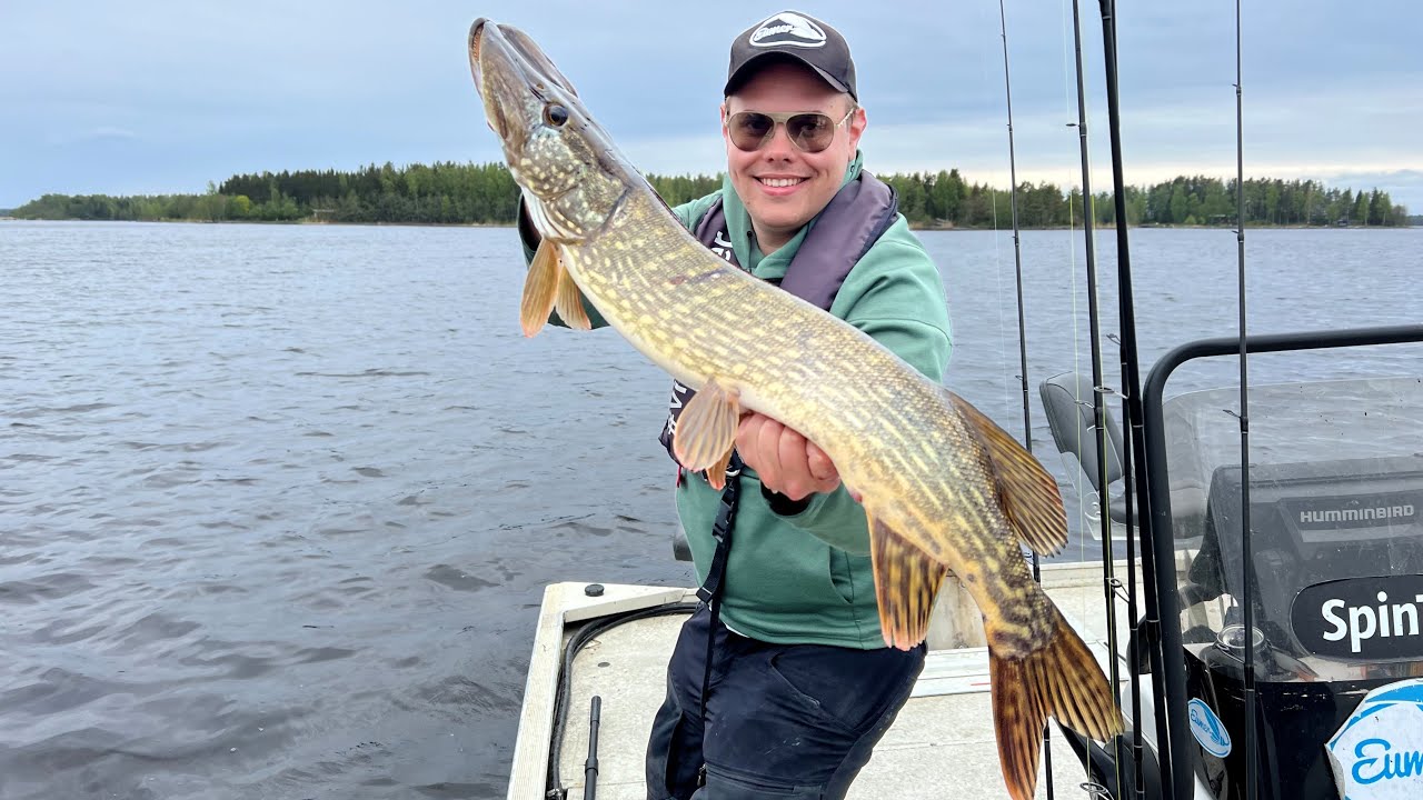 Hauki puree! - Aggressiivisia haukia merellä - Hauen kalastus - YouTube