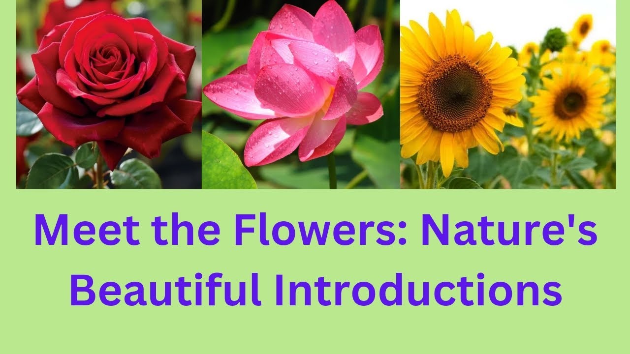 Meet the Flowers: Unique Introductions to Nature's Most Beautiful ...