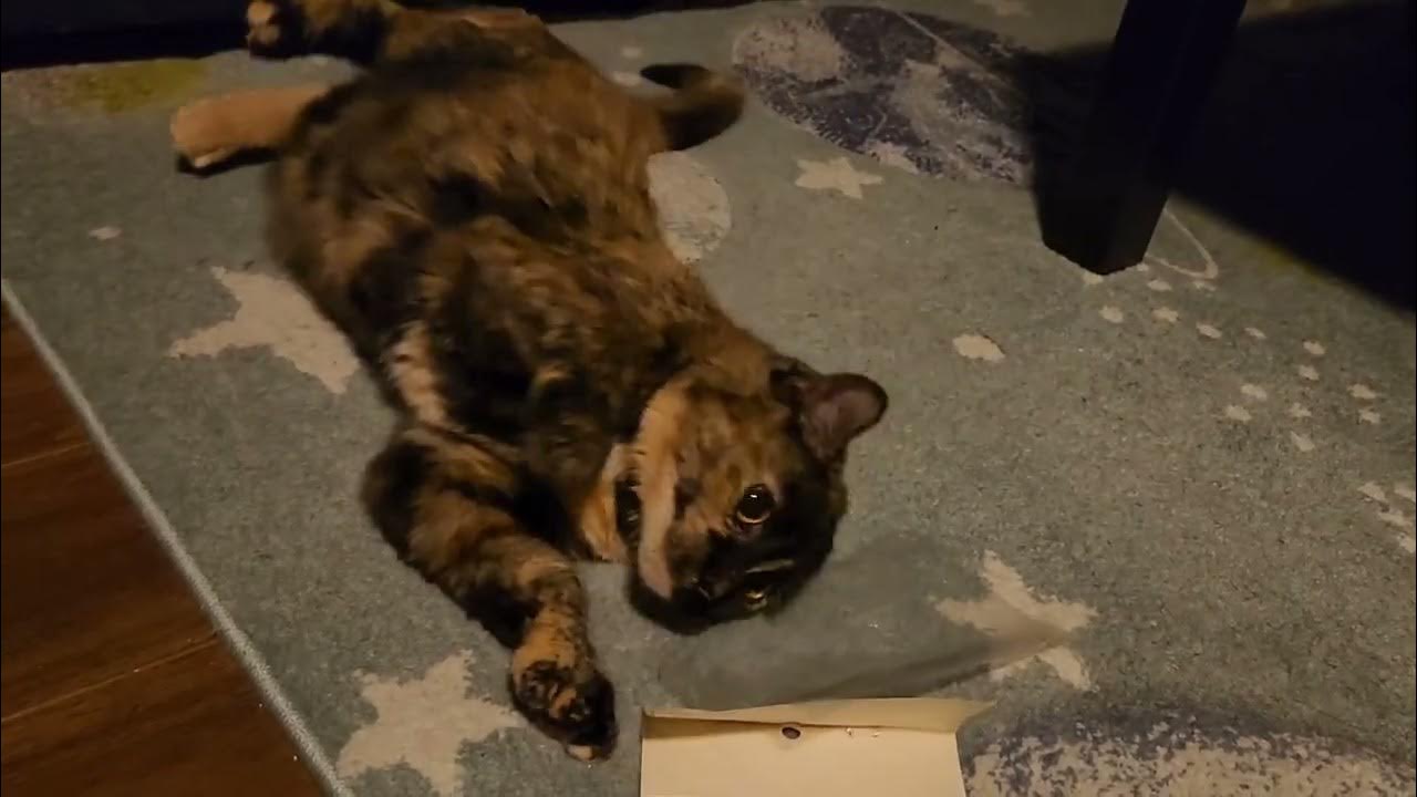 The Pirate Captain digs for catnip treasures - YouTube