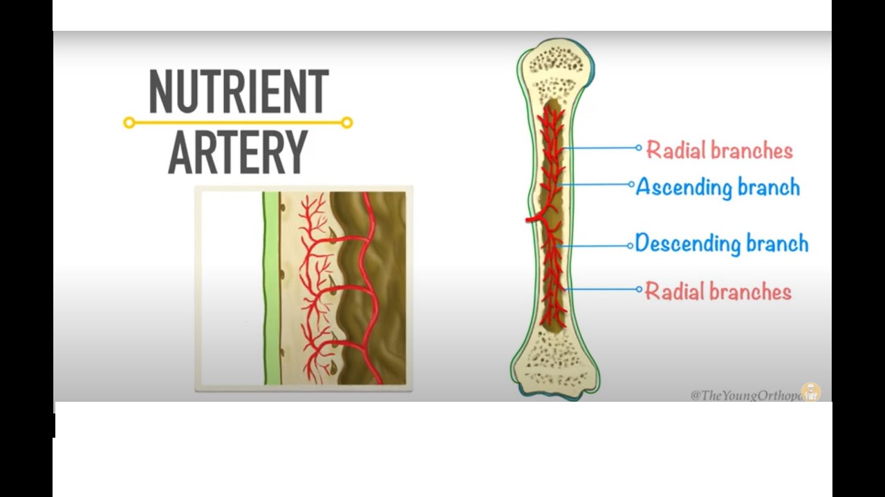 Determining the Morphological Variations of Nutrient Foramina in Upper ...