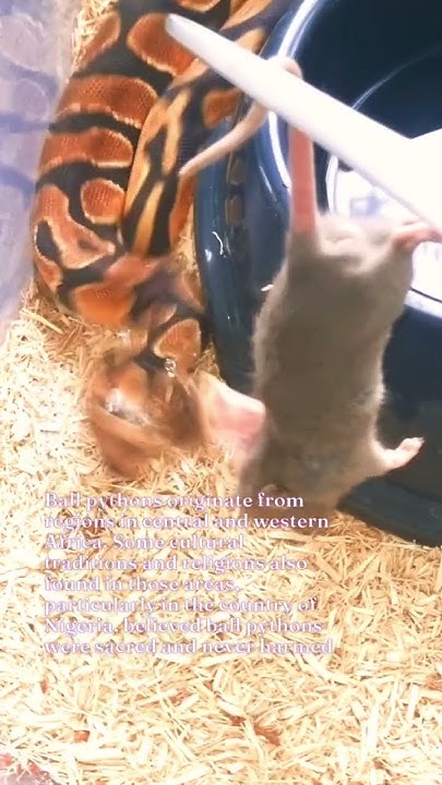 ball python fun facts #1 - YouTube