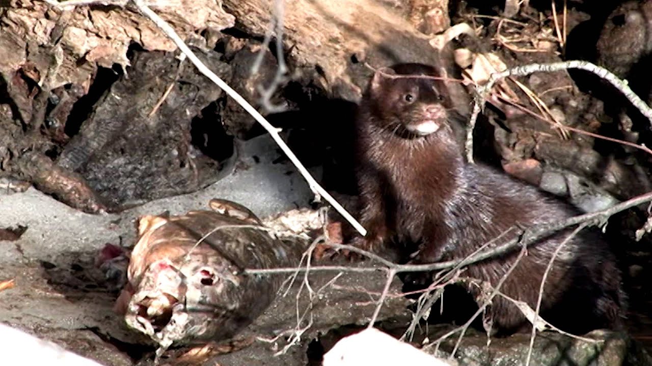 Wild Okanagan Mink Eating Carp - YouTube