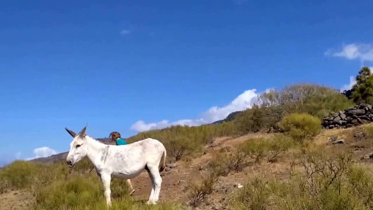 Hiker Helicopter Rescue at La Palma donkey sanctuary near Casa Platero ...