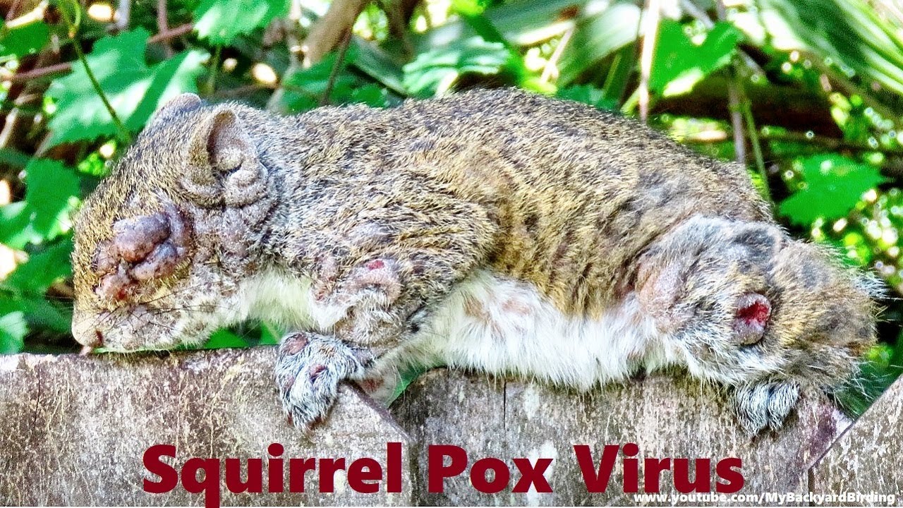 Squirrel Pox Documentary - I Had to Put My Squirrel Buddy to Sleep ...