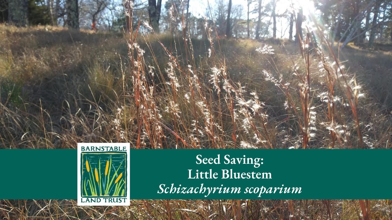 Little Bluestem Seed Collection