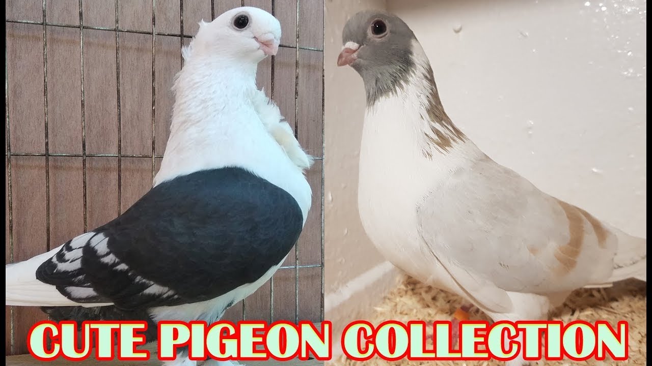 Gorgeous & Colorful Fancy Pigeon Fair # 15 - YouTube