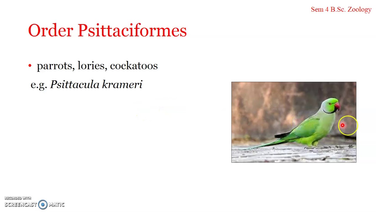 Class Aves: Classification of Neognathae -2 - YouTube