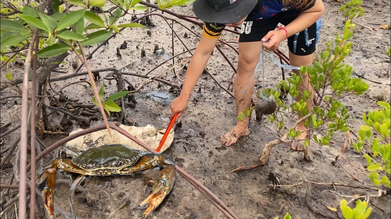 Wow Wow So Big Crab Giant Mud Crab Catching Crab After Water Low Tide - That's amazing - YouTube