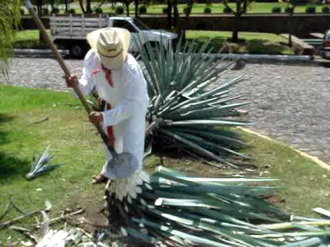 Jimador harvesting the blue agave for tequila - YouTube