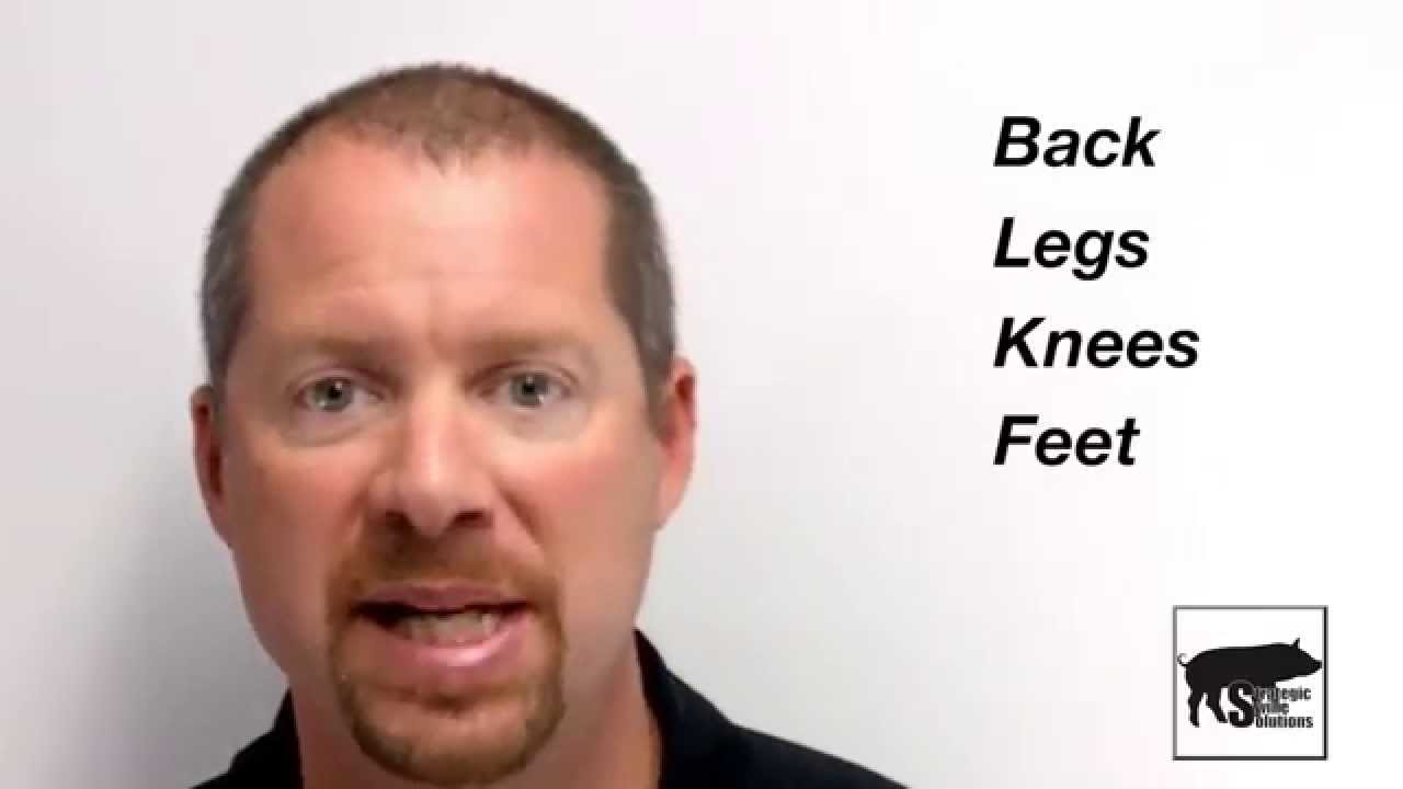 Swine Training Videos - Using Sort Boards - YouTube