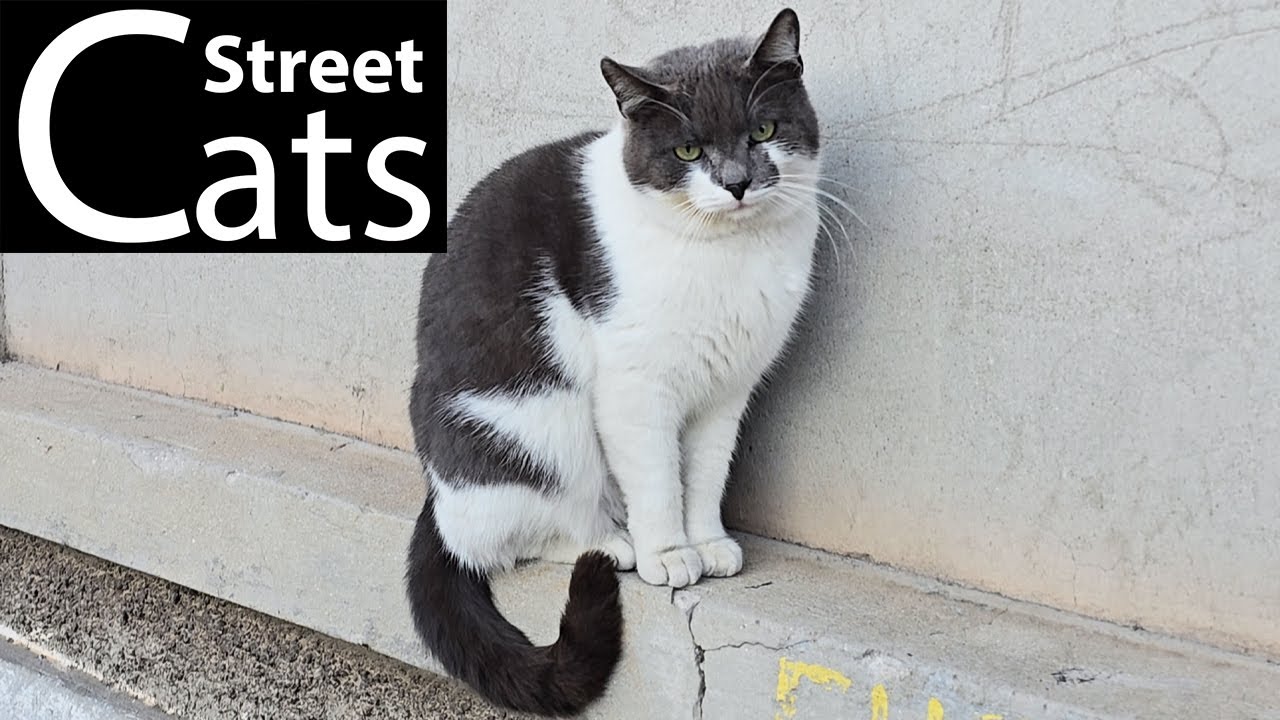 Grey Batman Cat - YouTube