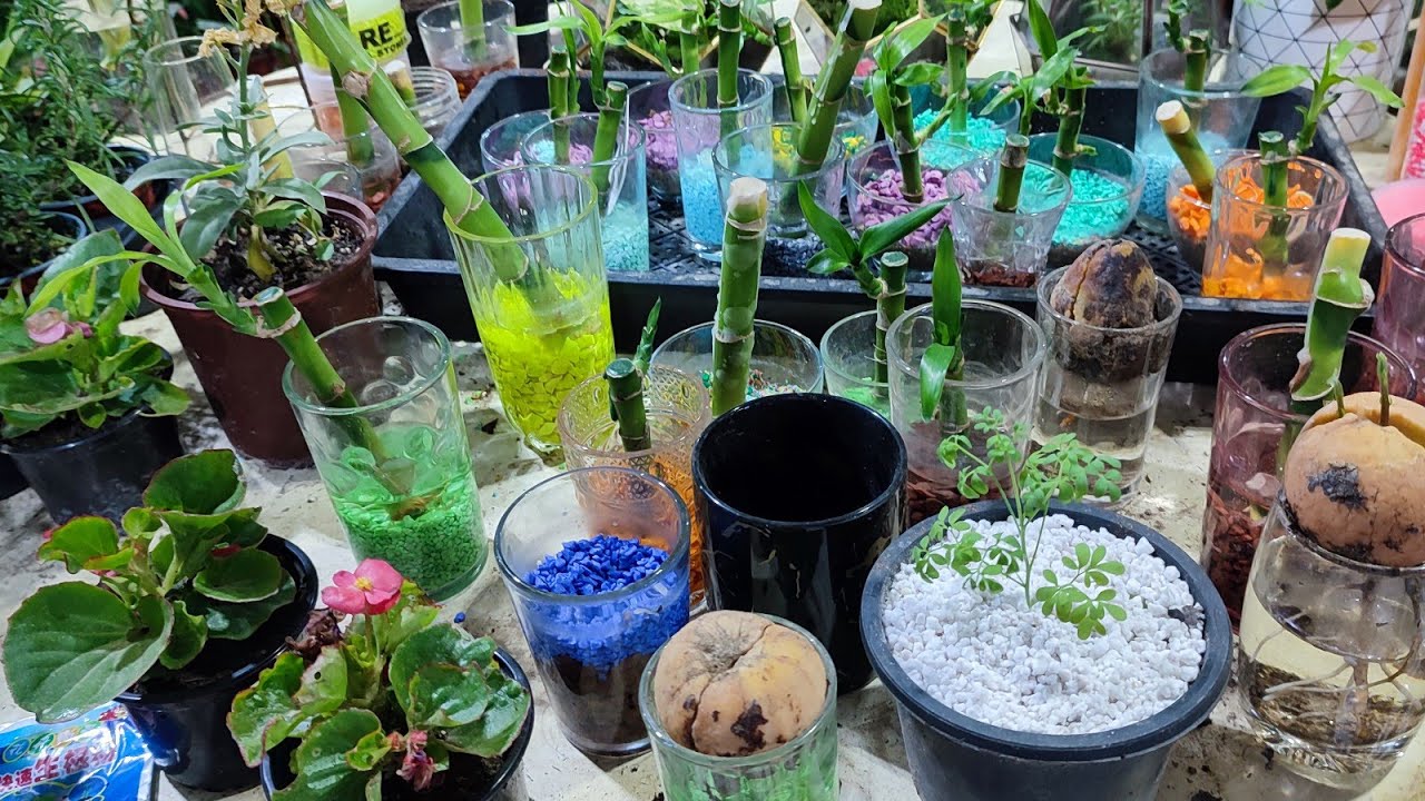 نباتات داخلية ممكن زراعتها في الماء Indoor Plants Can Grow In Water 室内