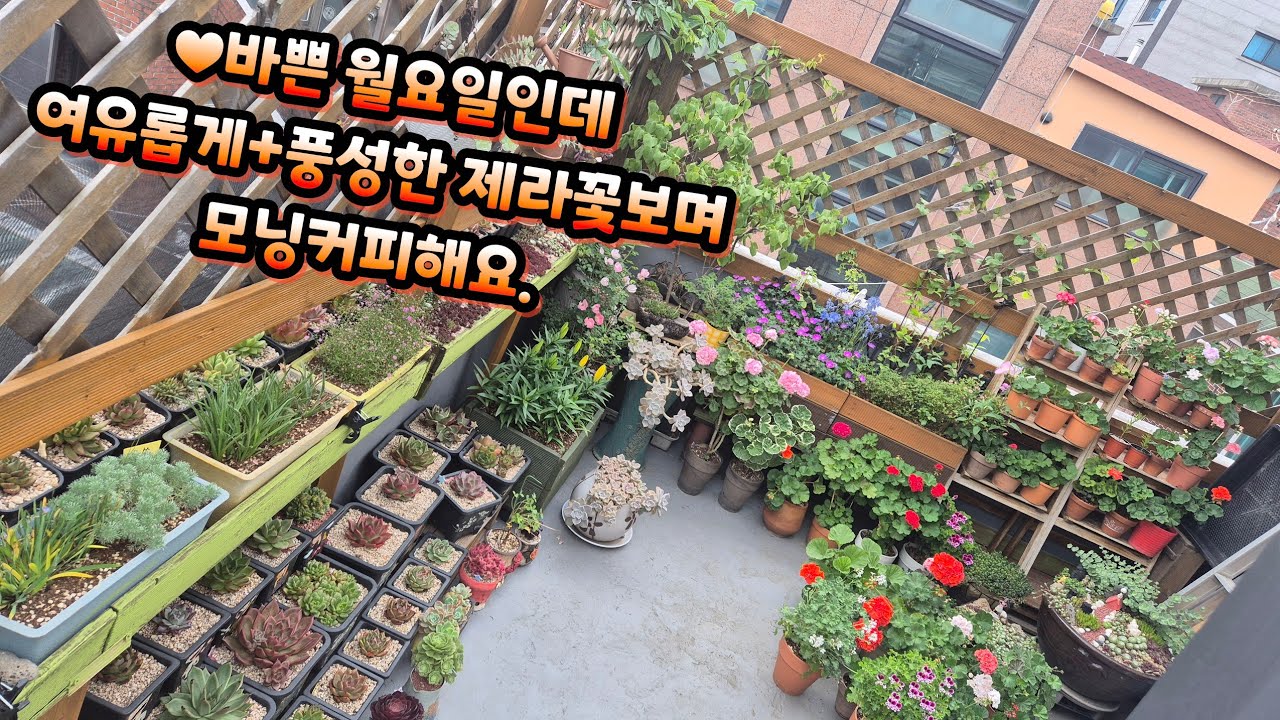 비가 오려는지 하늘이 흐려요비마중나왔어요♥️ 바쁜아침~배아파하기 있기없기ㅋㅋ옥상다육키우기 옥상하우스 옥상다육