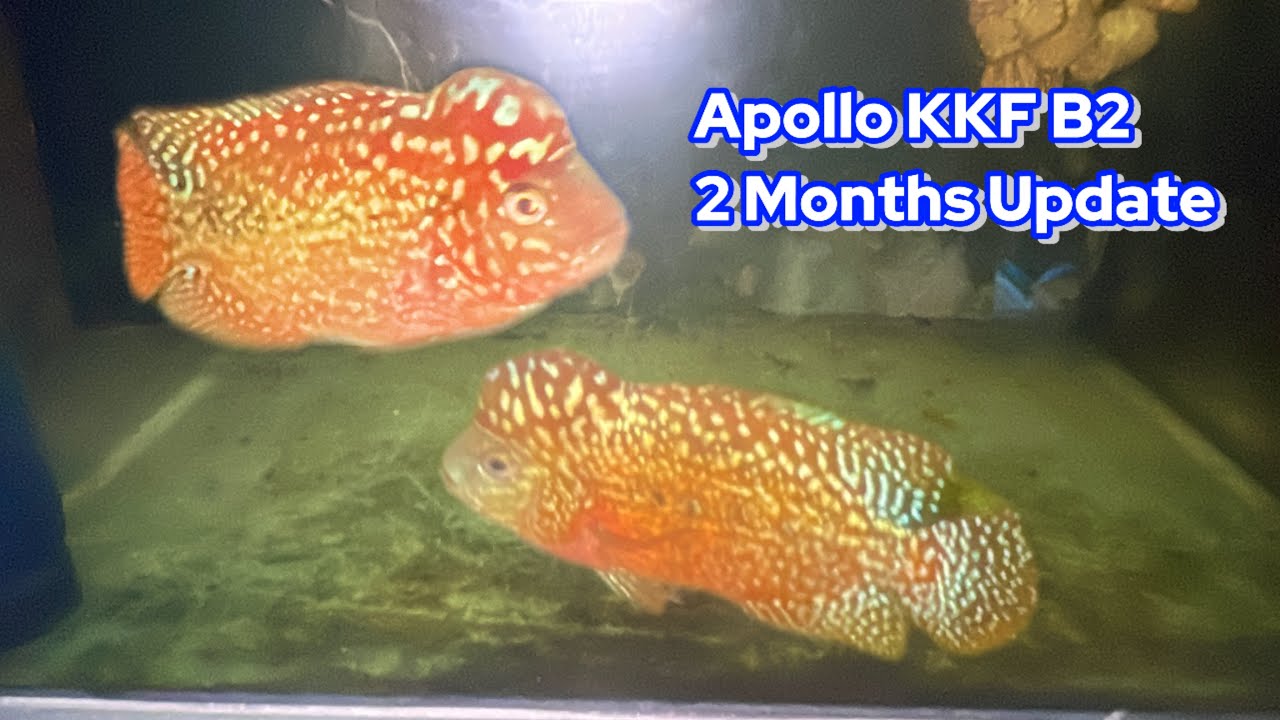 Trust The Gene. Apollo KKF B2 | 2 Months Update - YouTube