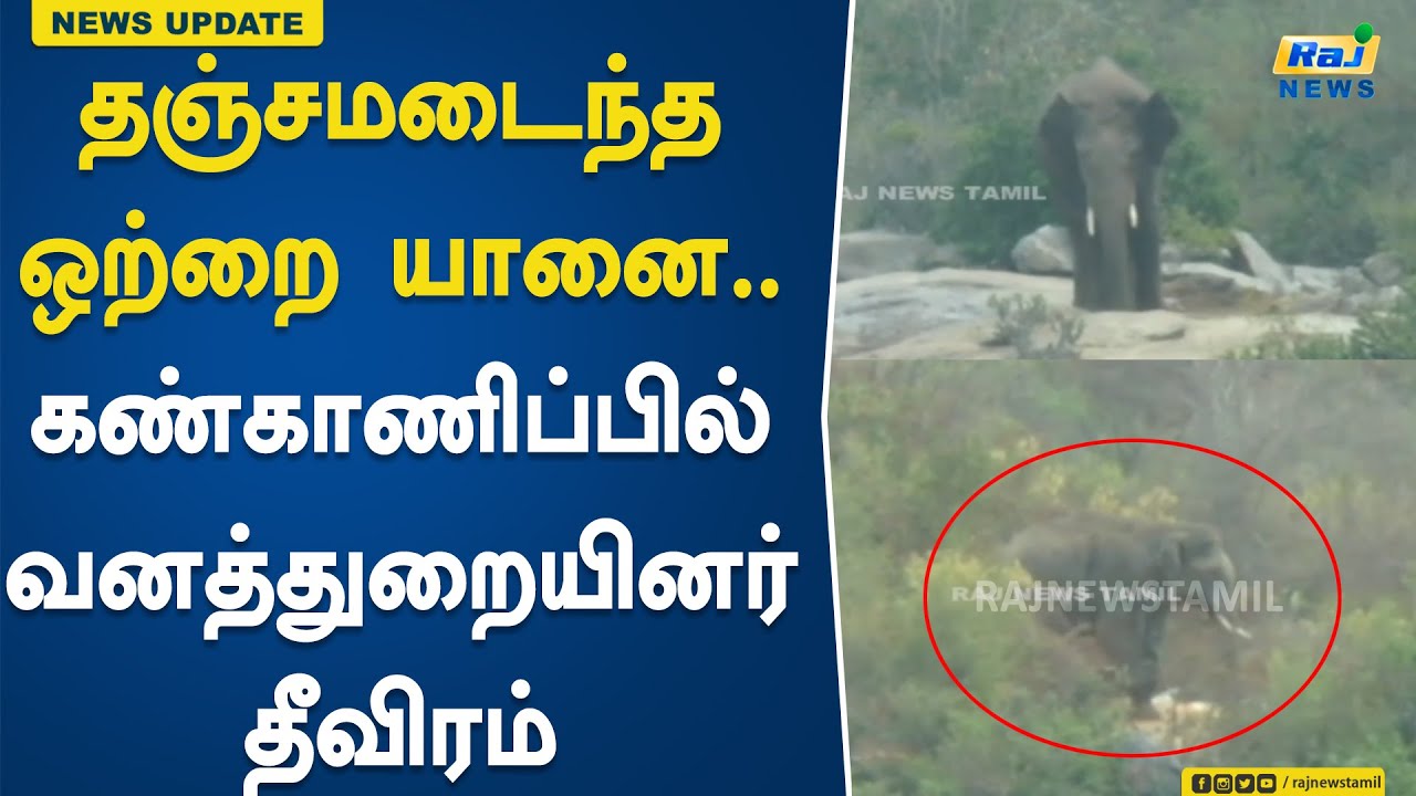 தஞ்சமடைந்த ஒற்றை யானை..கண்காணிப்பில் வனத்துறையினர் தீவிரம்..! Hosur ...