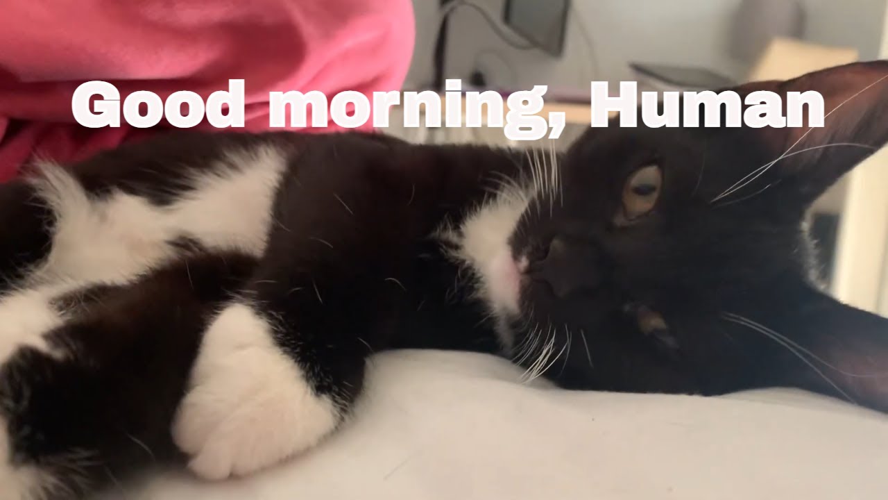 Human! time to get up - YouTube
