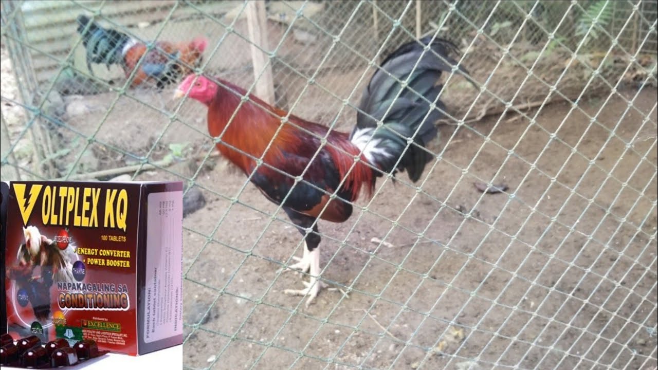 Exercise sa Flying Pen/ Pano Maiwasan Mangayaw sa Patuka ang Manok ...