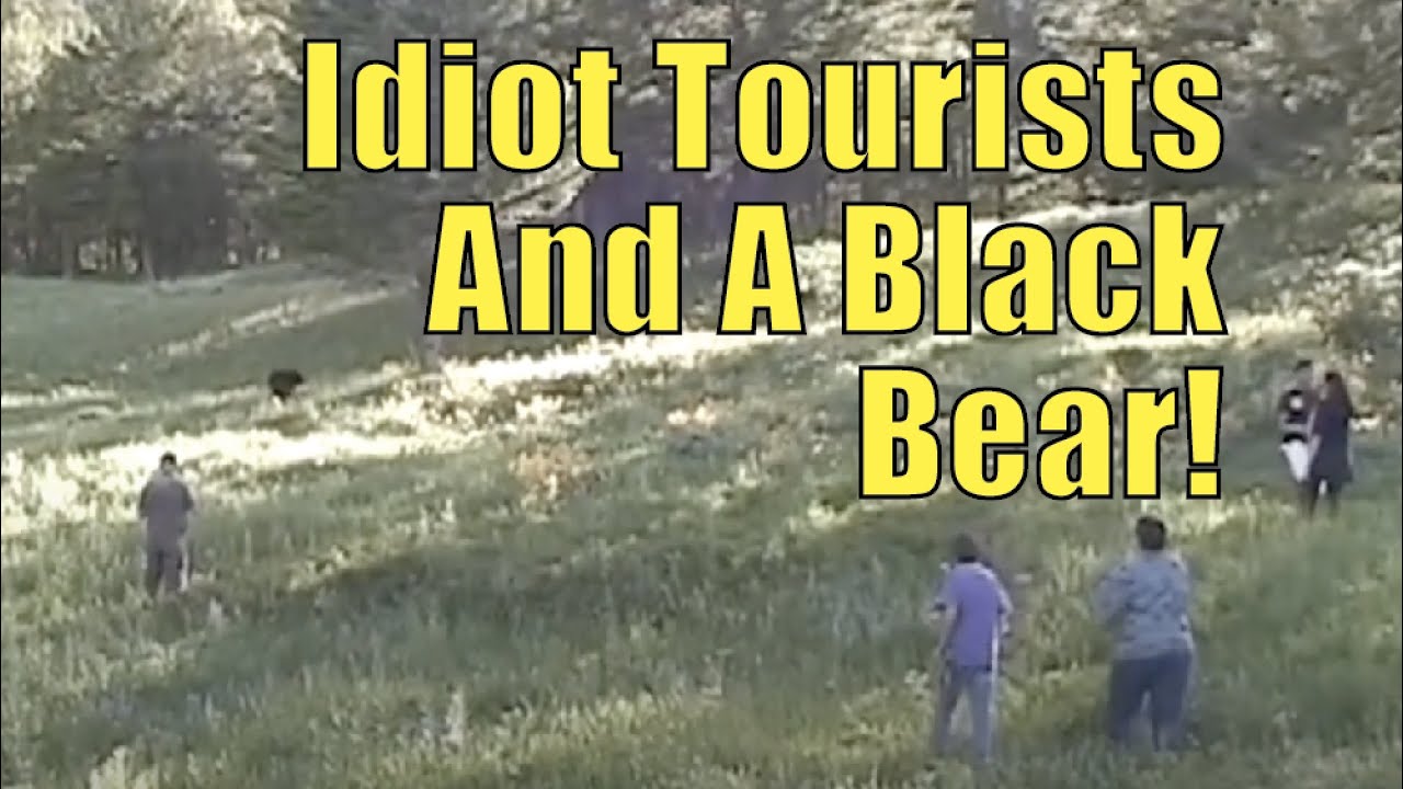 Idiot Tourists And A Black Bear! Virtual Yellowstone Tour! - YouTube