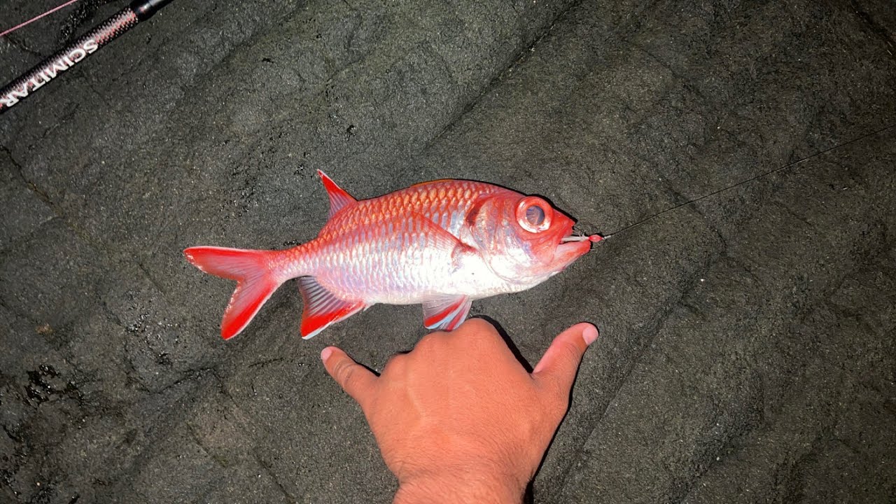 Menpachi Fishing / Sliding for Uluas - Big Island Fishing - YouTube