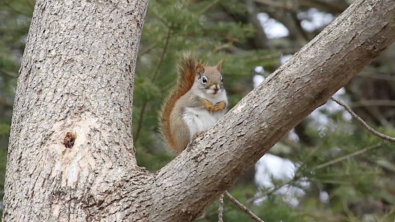 Nature Moments: Sugar Maple Tappers - YouTube