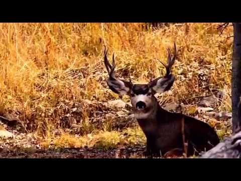It's the RUT! - YouTube