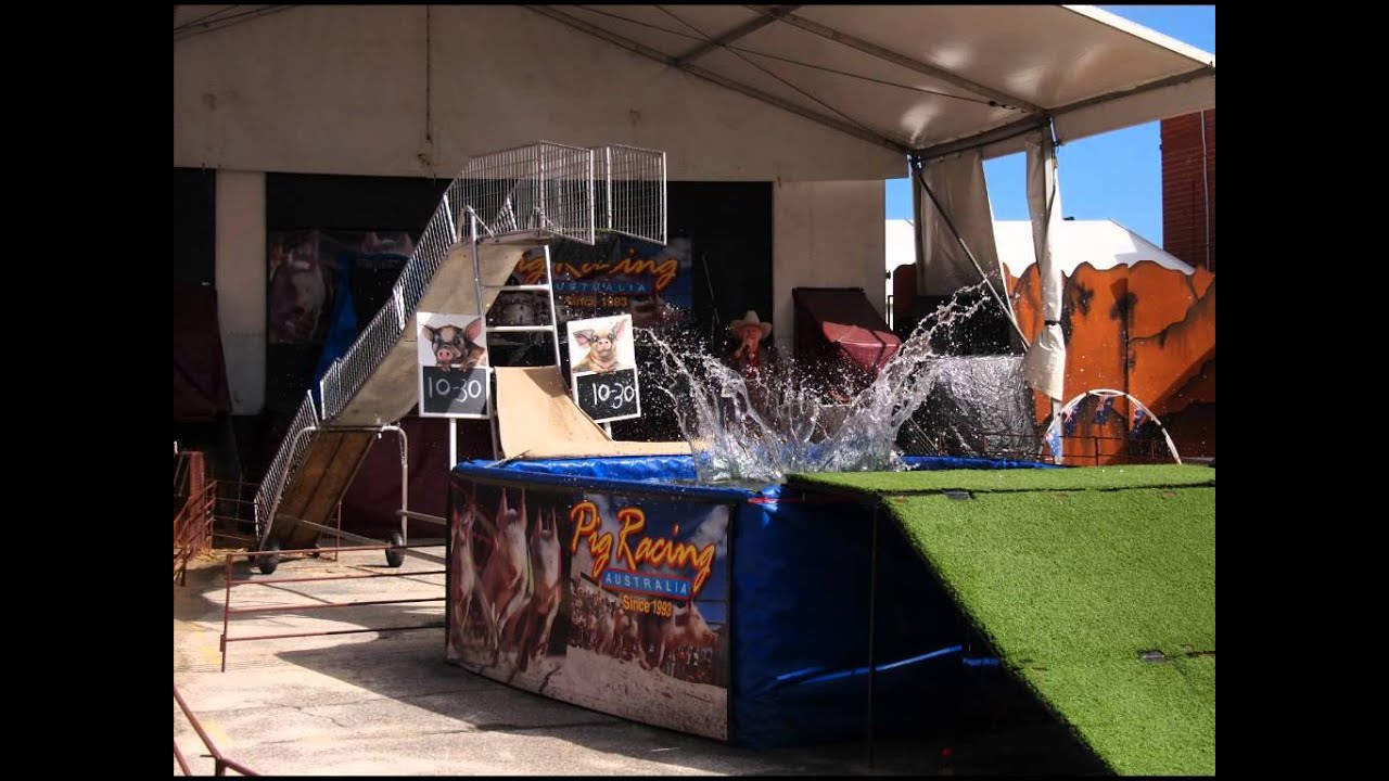 Pig Racing & Pig Diving - YouTube
