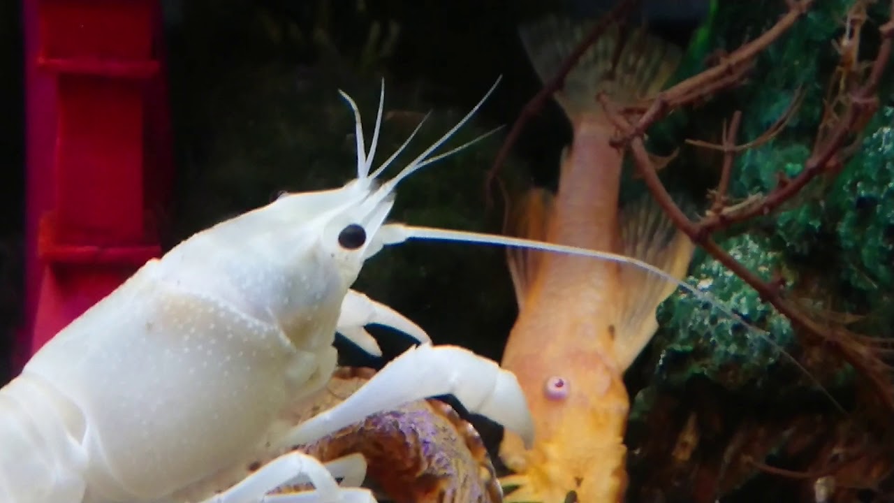 White Specter Crayfish gets aggressive during feeding time - YouTube