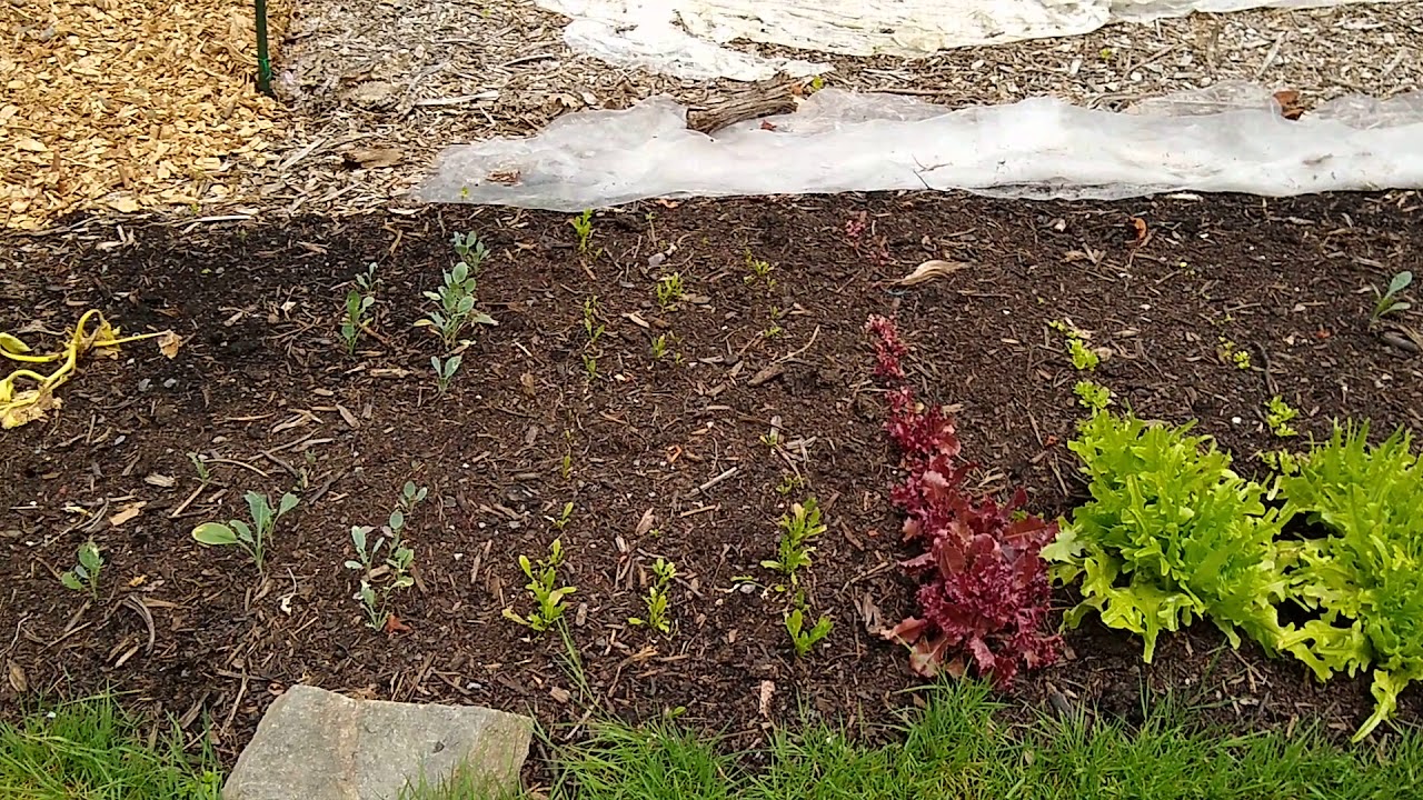 Finished the border of wood chips - YouTube