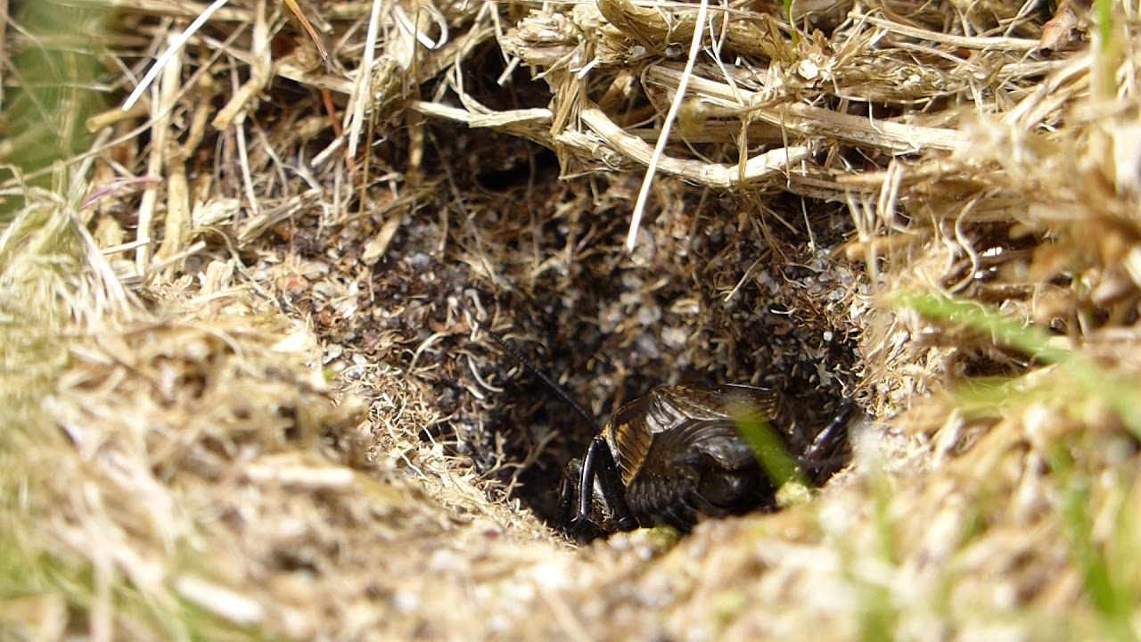 Pooping Field Cricket (Gryllus campestris) at Burton, West Sussex - YouTube