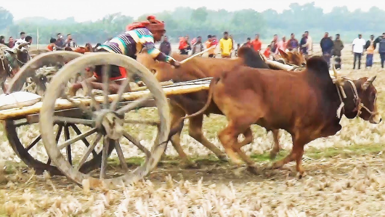 Cow Carriage Race Competition | Traditional Village Bullock Cart Racing ...