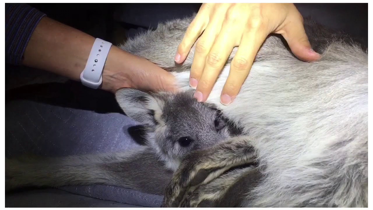 Joey wallaroo has a cute little face - YouTube