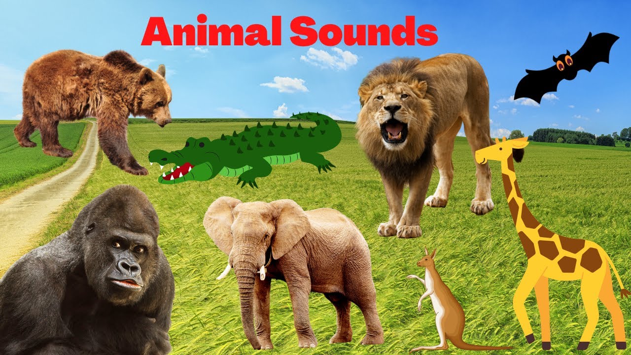 15 Wild Animals - Animal Sounds for Kids to learn| - YouTube