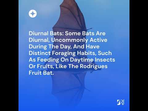 What Time of Night Do You See Bats? A Guide to Bat Activity Hours ...