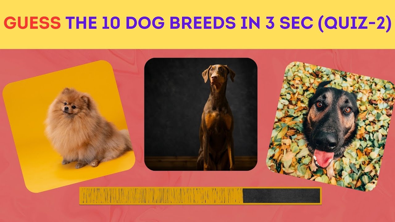 Guess The 10 Dog Breeds In 3 Sec | Dog Quiz - 2 - YouTube