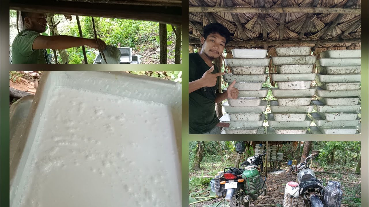 HOW TO MAKE A RUBBER SHEET/ RUBBER SHEETS /RUBBER IN ARUNACHAL PRADESH ...